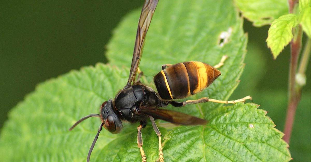 Frelons asiatiques : période favorable pour le piégeage | Dompierre sur mer